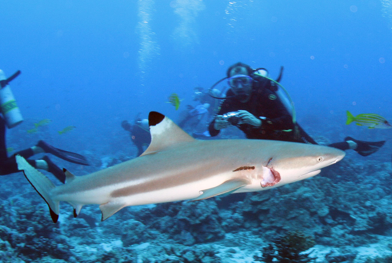 Schwarzspitzen-Riffhai - Tauchmagazin.com | Tauchen, Reisen & Meer.