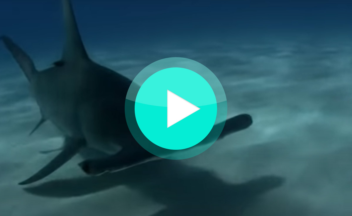 Kopf Eines Riesigen Hammerhais Hammerhai: Raubtier Mit Hervorragendem