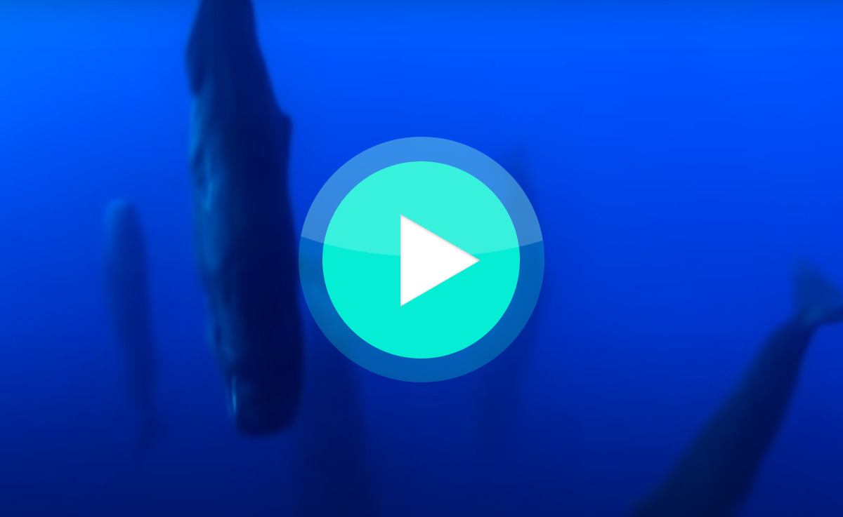 Video: Schlafende Pottwale - Tauchmagazin.com | Tauchen, Reisen & Meer.