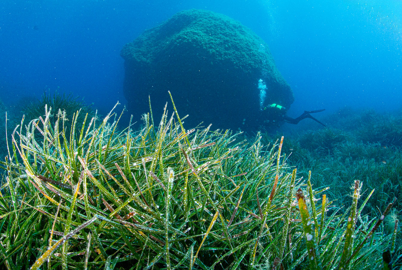 Seegraswiesen als Klimaretter - Tauchmagazin.com | Tauchen, Reisen & Meer.