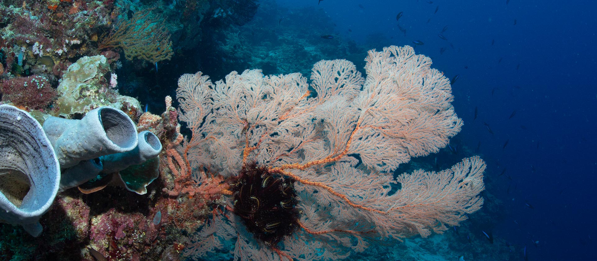 Maratua Channel: Ein Abenteuer für Fortgeschrittene - Tauchmagazin.com ...