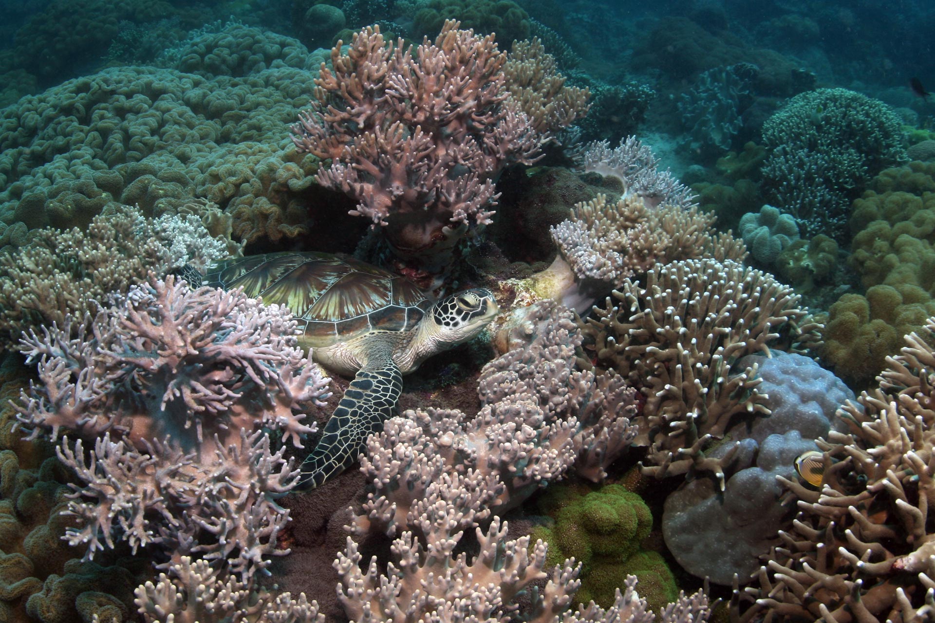 Philippinen - Turtle Point Moalboal - Tauchmagazin.com | Tauchen ...